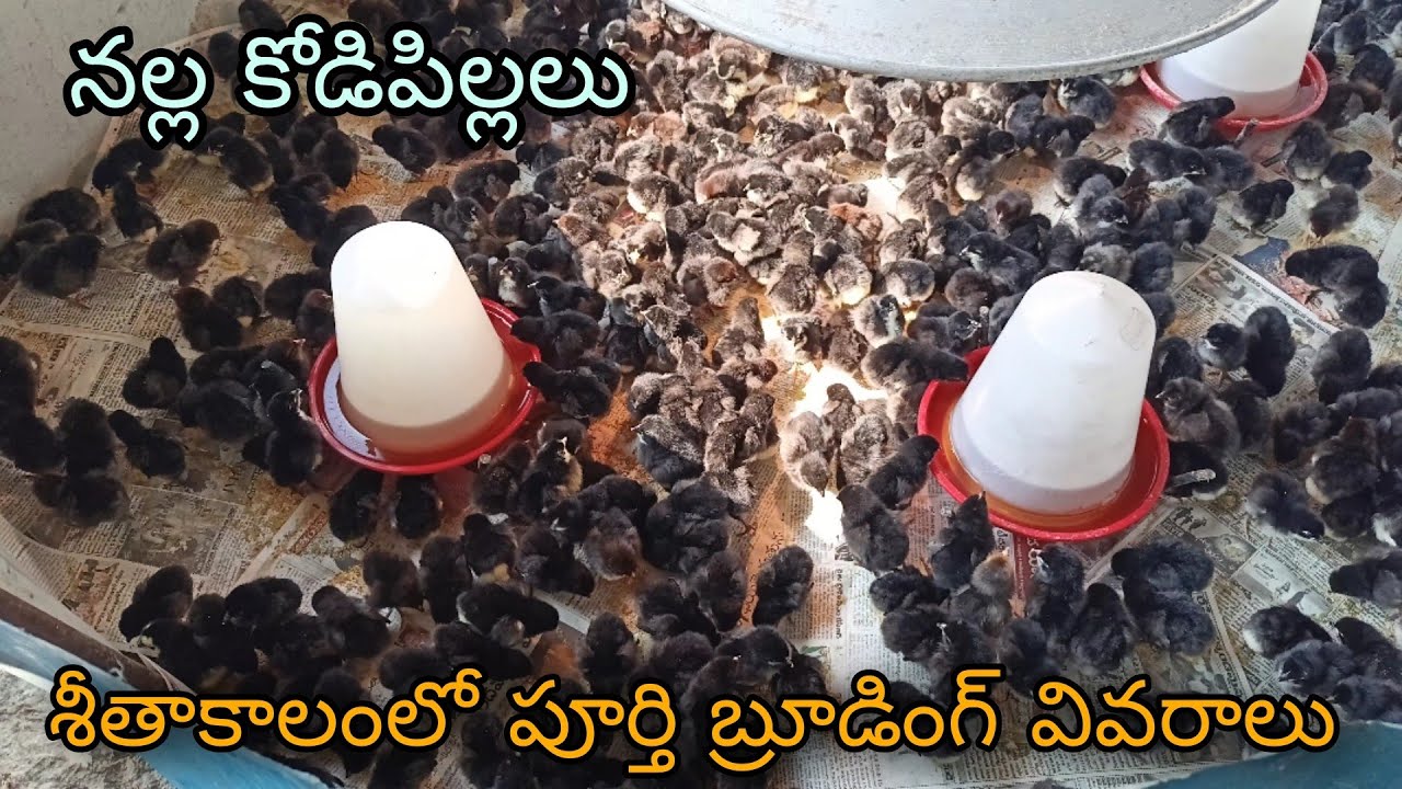 dp chicks brooding| complete guide of winter chicks brooding| - YouTube