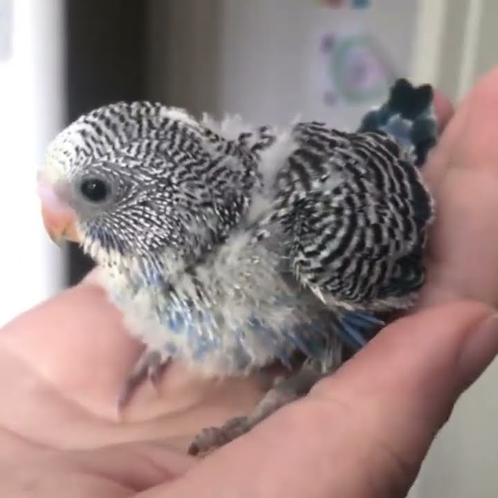 Baby Lob #birds #budgies #riocystown #shorts #trending - YouTube