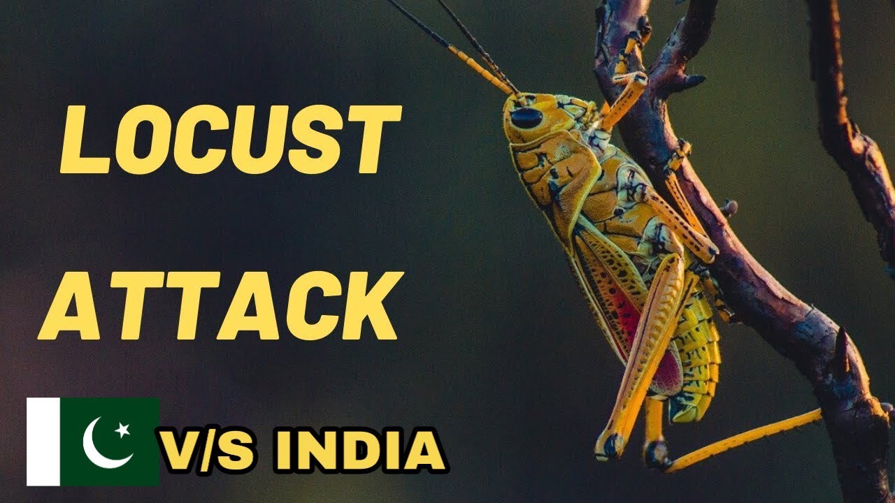 Why locust attack in India by Pakistan| Locust Attack in India 2020 ...