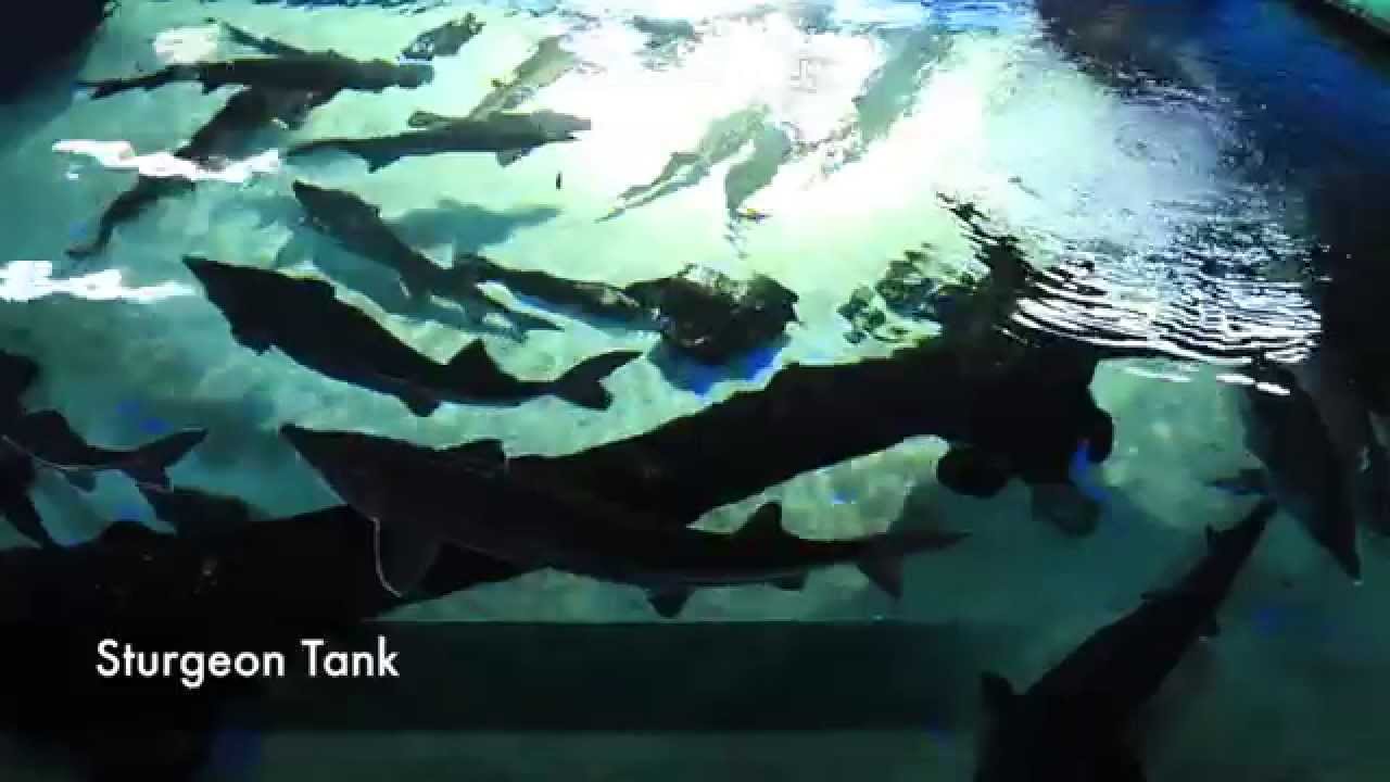The Toba Aquarium- MieXplorer - YouTube
