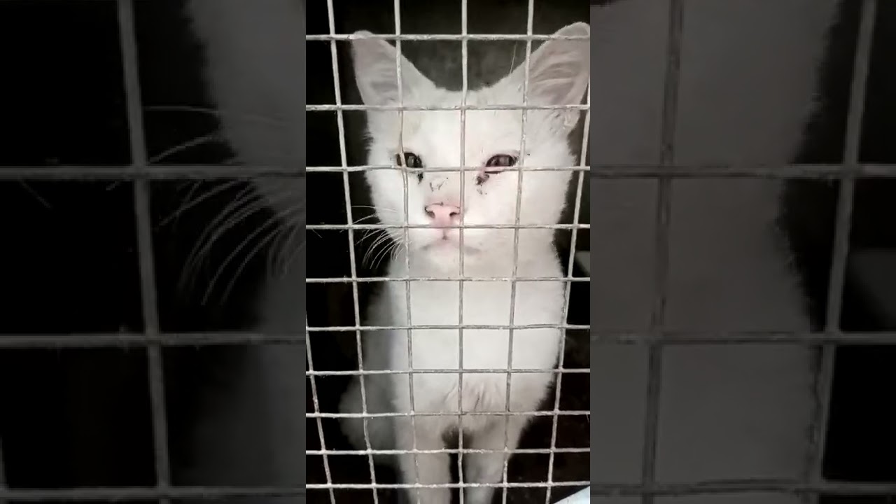 Casper cat video 2 - YouTube