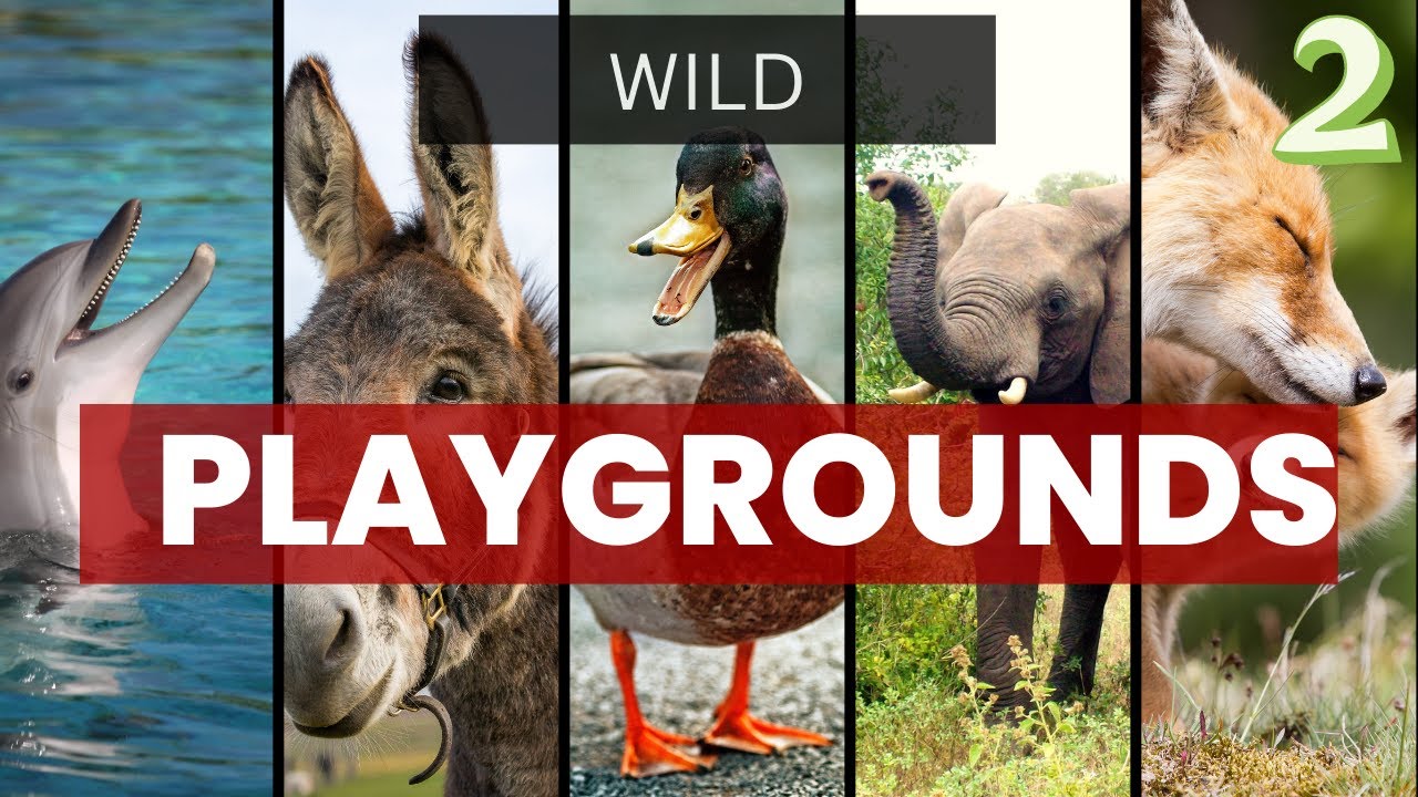 Wild Playgrounds Part 2: Delightful Displays of Animal Play | Nature's ...