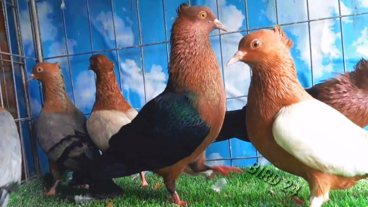 Archangel pigeon | Amazing fancy pigeon Archangel | Top 10 pigeons ...
