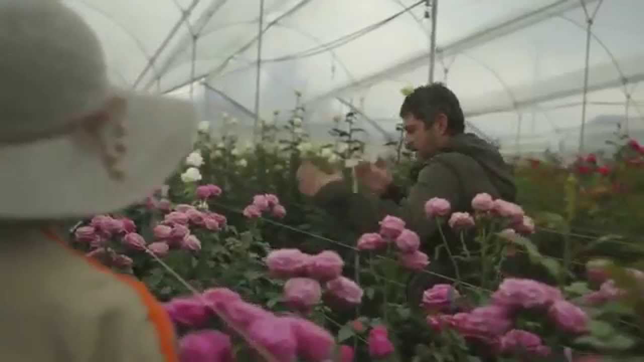 The Surprising Journey of a Fragile Rose - YouTube