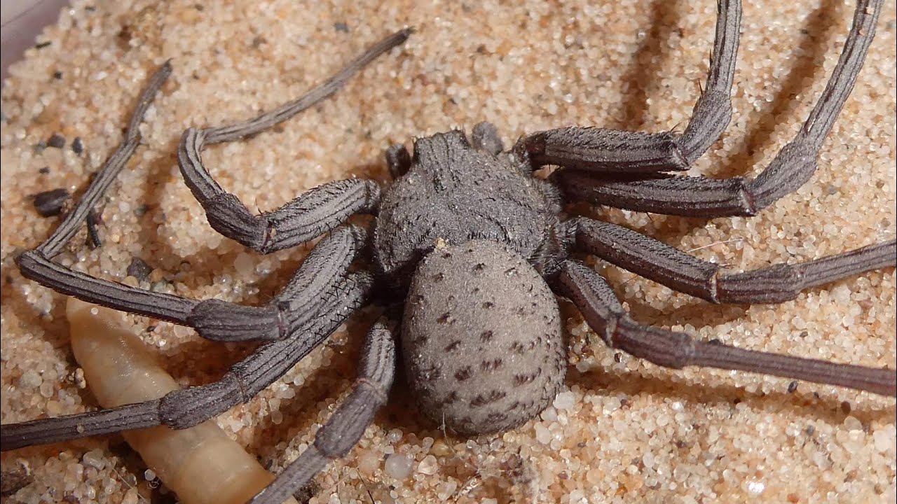 @Dangerouswildarachnids all (9)of my six eyed sand spiders all in one ...