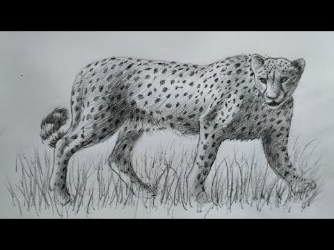 How to draw Cheetah / Pencil Shading / For beginners / Charcoal Pencil ...