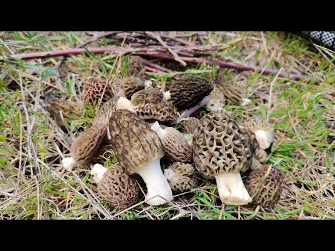 2026 yılının ilk kuzu göbeklerini bulduk. Yer bilgisini verdim. #Morchella #kuzugöbeği #mantar #doğa