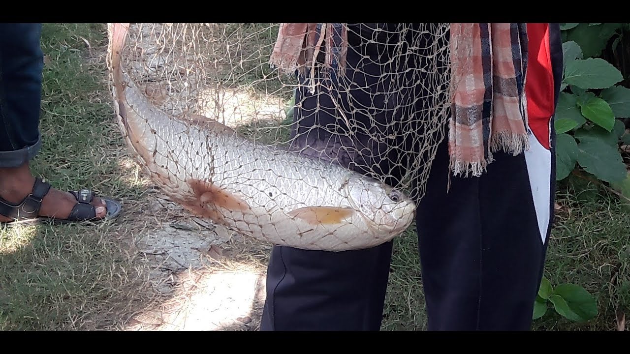 Best Fishing Video || 3.5 Kg Rui Fish Catching In Pond By Hook. - YouTube
