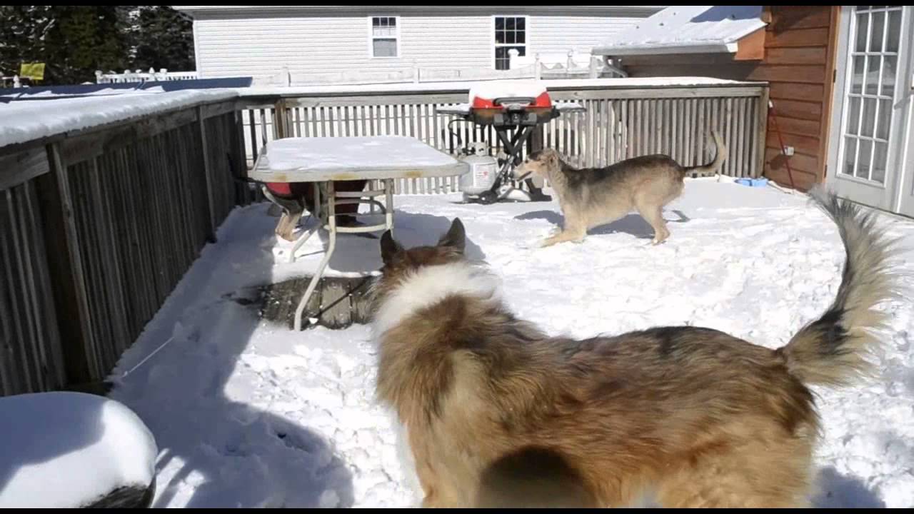 Whippet Attack oh noes SNOW BATTLE! 4 - YouTube