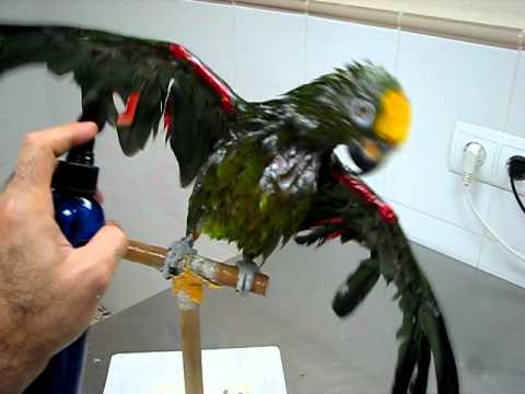 Soother Spray for feather picking - YouTube