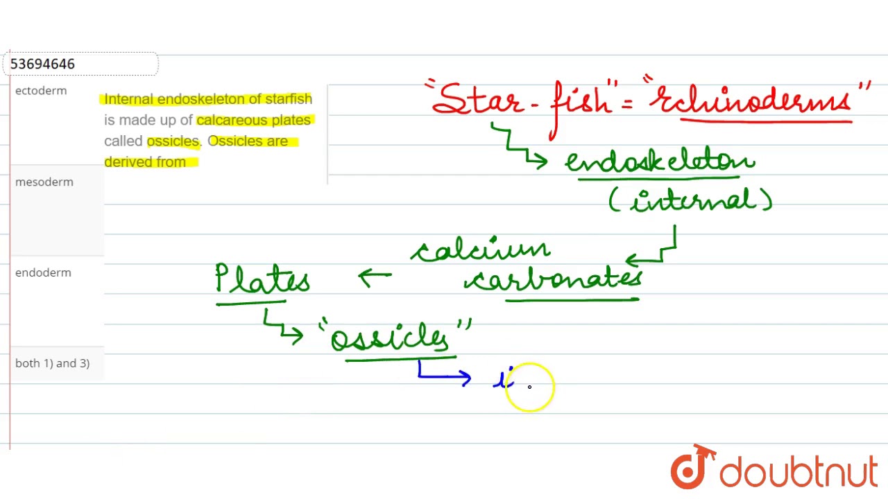 Internal endoskeleton of starfish is made up of calcareous plates ...