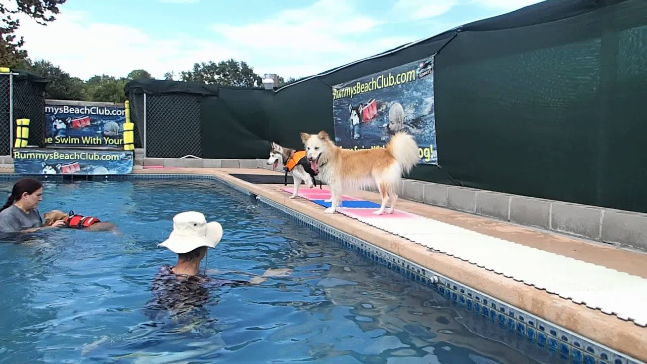 Blind Cocker Spaniel, Siberian Huskies, Border Collie & Mixed Breed Dog ...