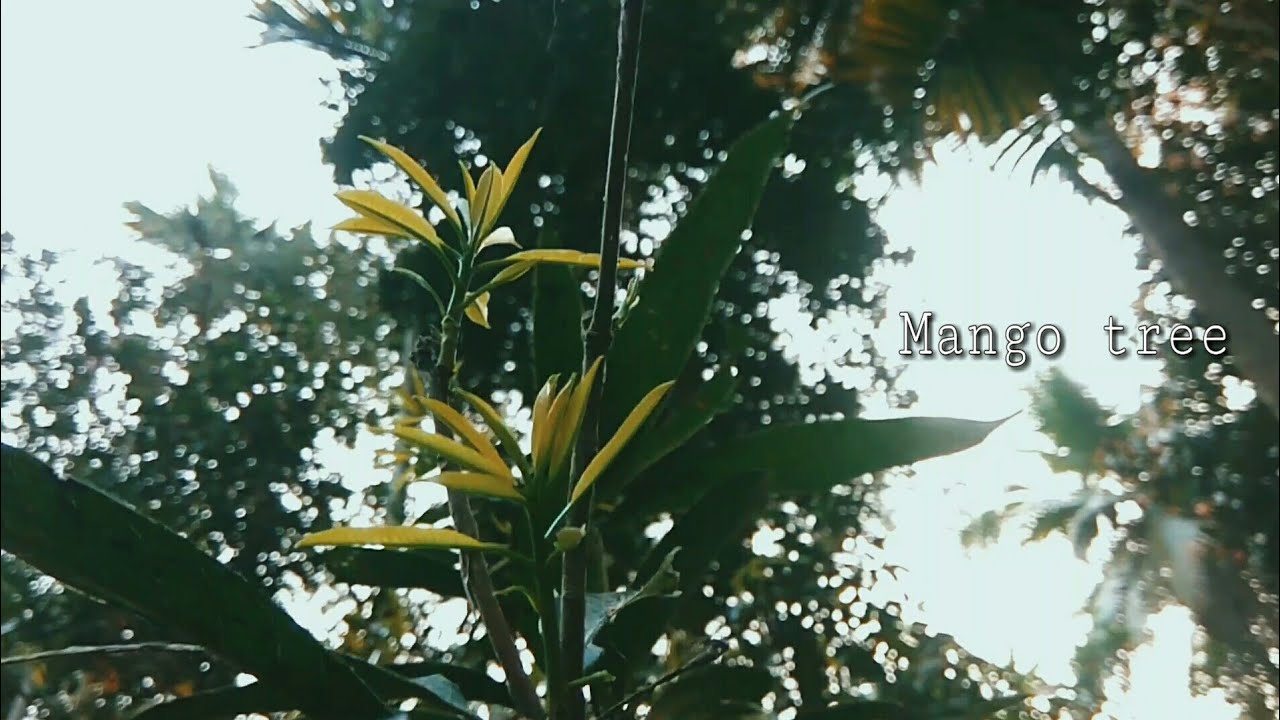 Mango tree | cinematic video | nature beauty cinematic video - YouTube