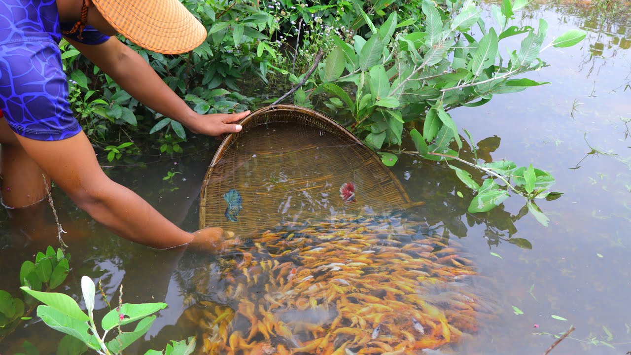 Beautiful Betta, Halfmoon, Galaxy & Gold Fish Catch In River. Amazing ...