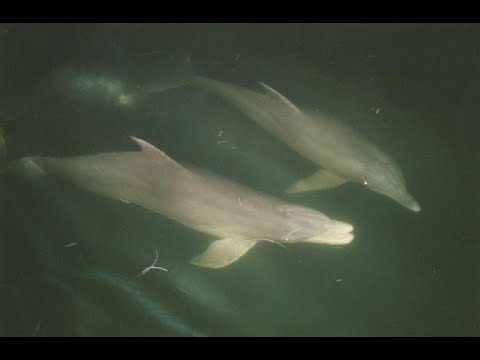 Baby Dolphins, Shrimping, & Chemtrail Fallout! What a Combination!🆘️ ...