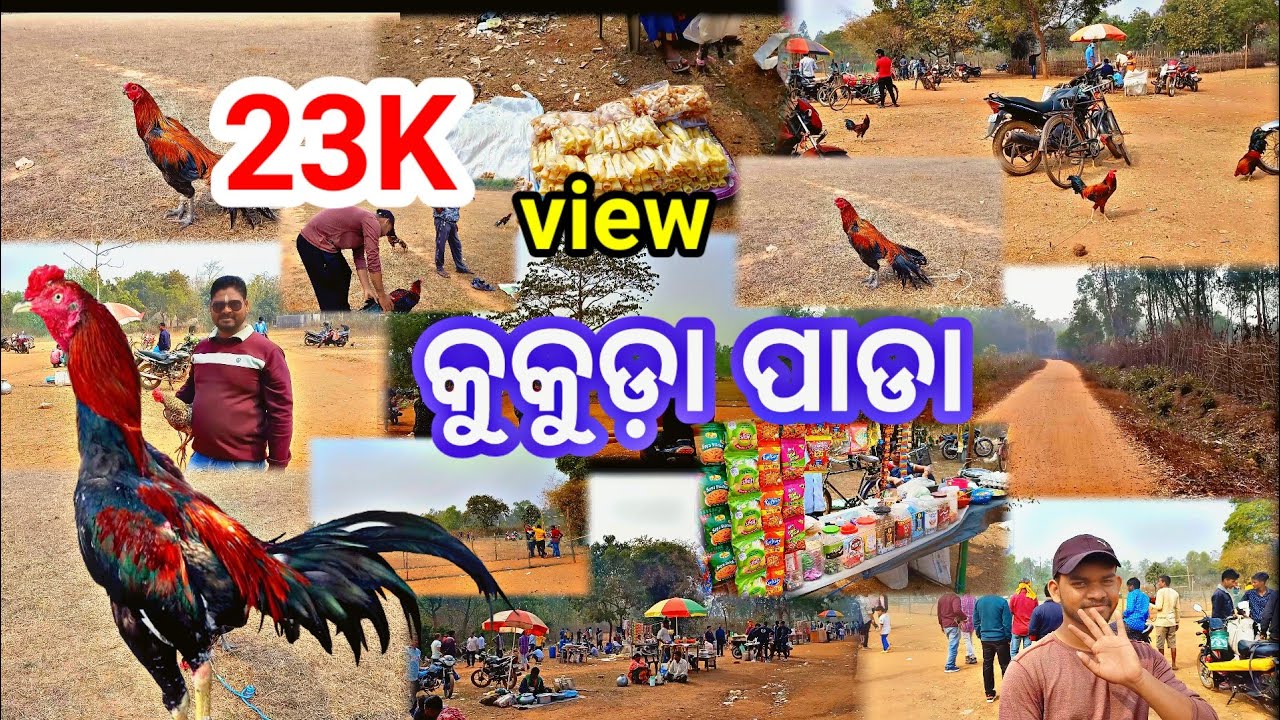 betnoti kerkosahi padia kukuda pada || #vlog #odiavlog #kukudapada # ...