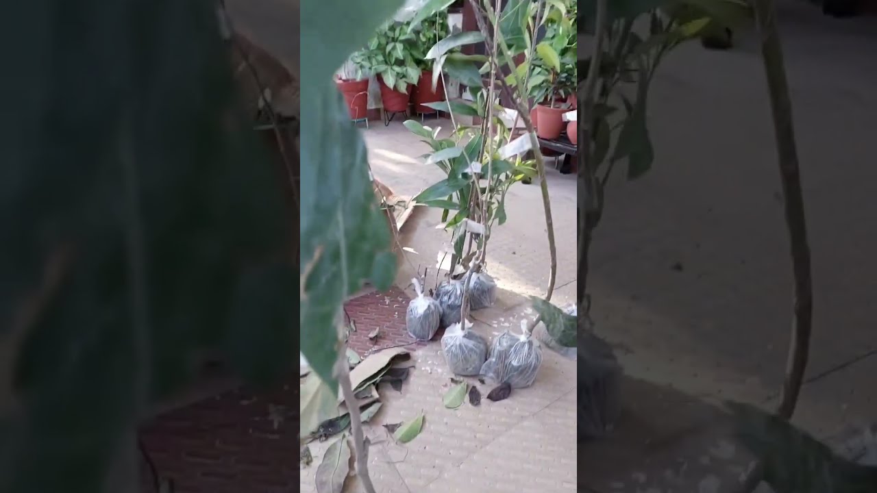 Thanks(har fruit plant) - YouTube