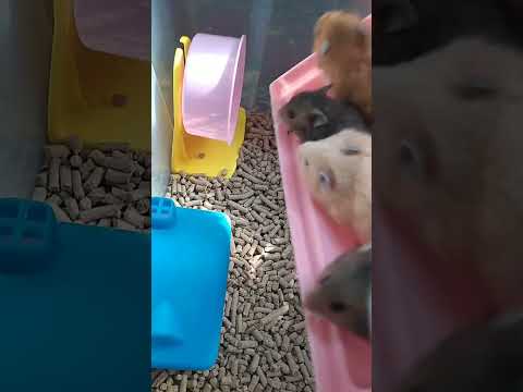 xamyak uchun keragle narsalar