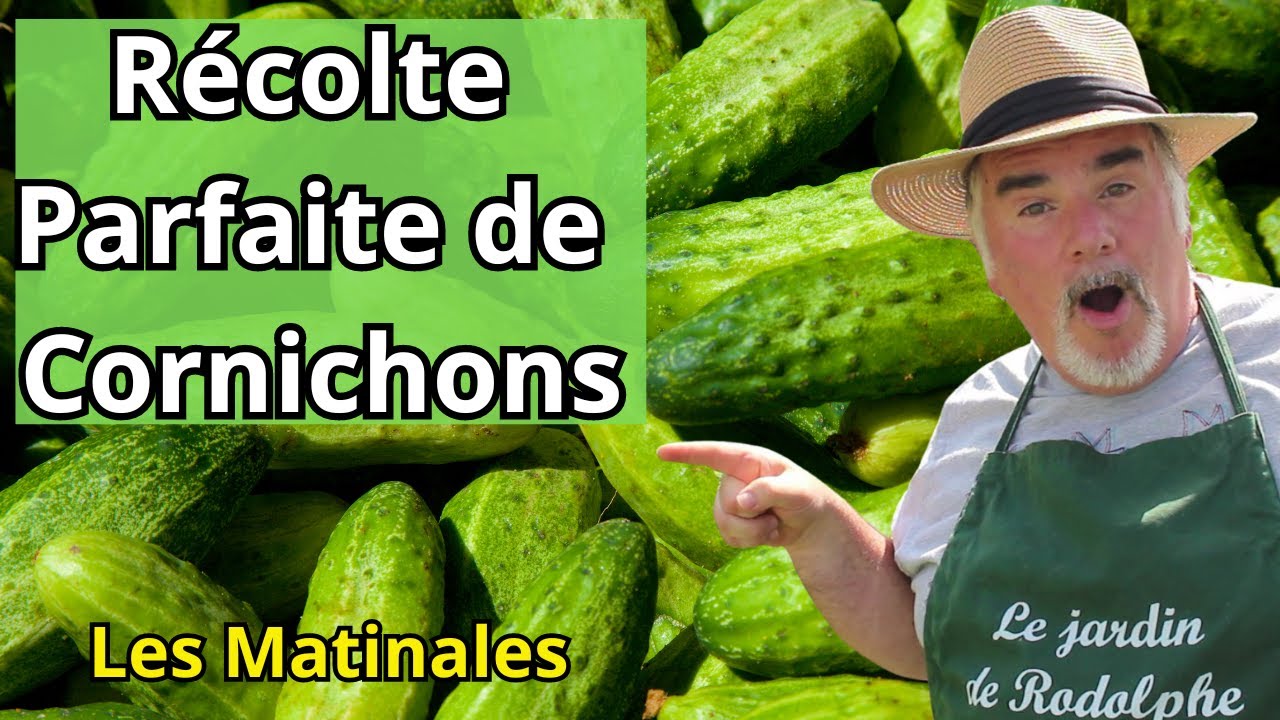 Comment Bien Récolter les Cornichons? - YouTube