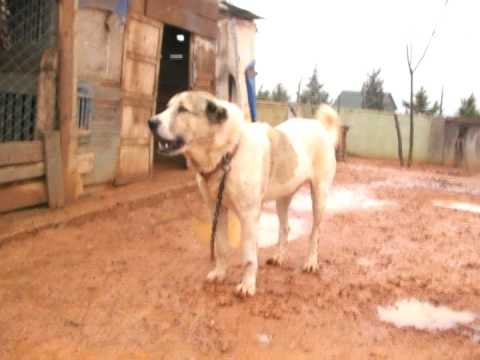 ALA Yılmaz ustanın Usta Köpeği