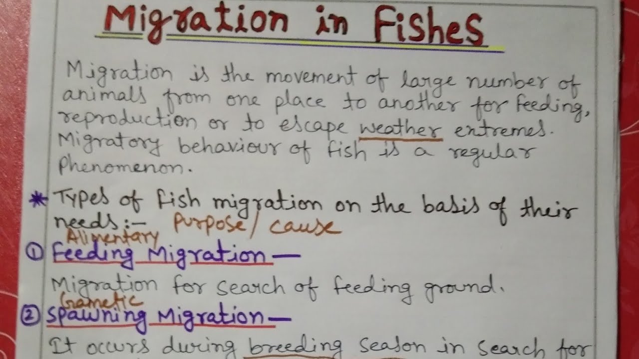 Migration in fishes explain || b.sc || notes - YouTube