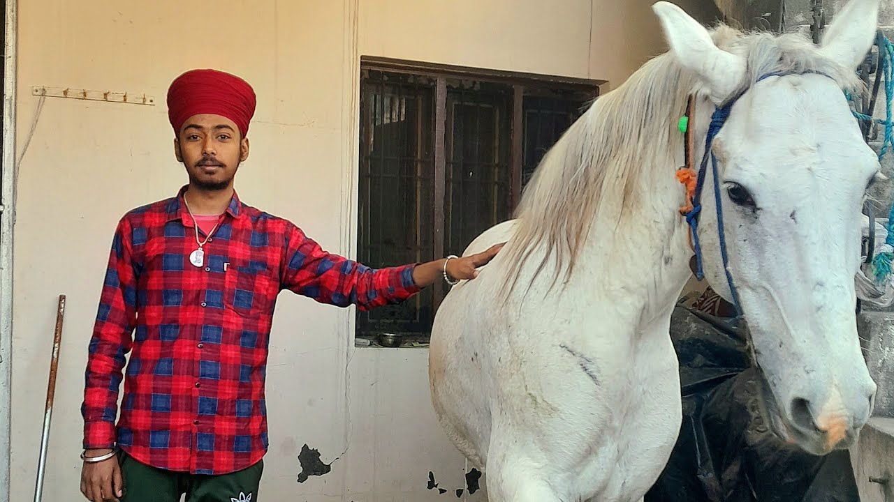 Hola Mohalla 🐎 | Nihang Singh | Dehriwal | Vlog | #47 | 2023 - YouTube