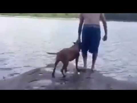 Un chien fidel à peur pour son maitre / Dog scared for his master