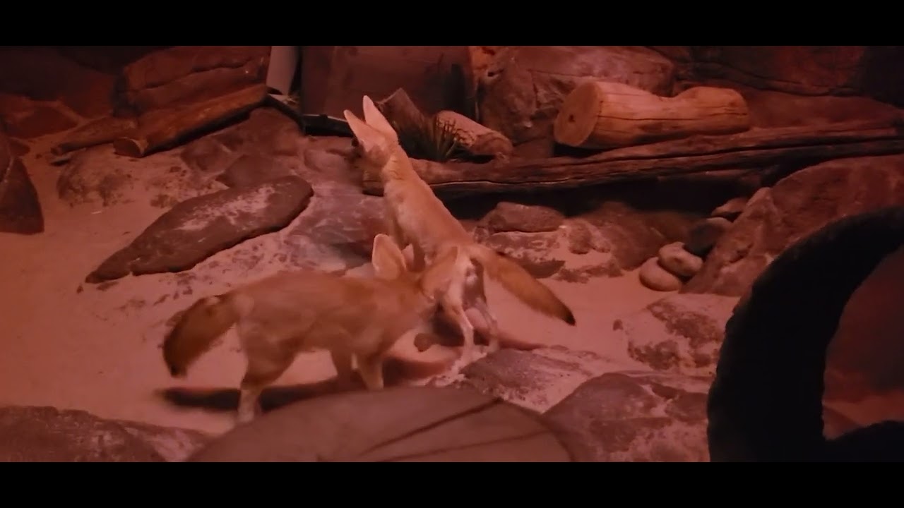 Cincinnati Zoo: Fennec Fox - YouTube