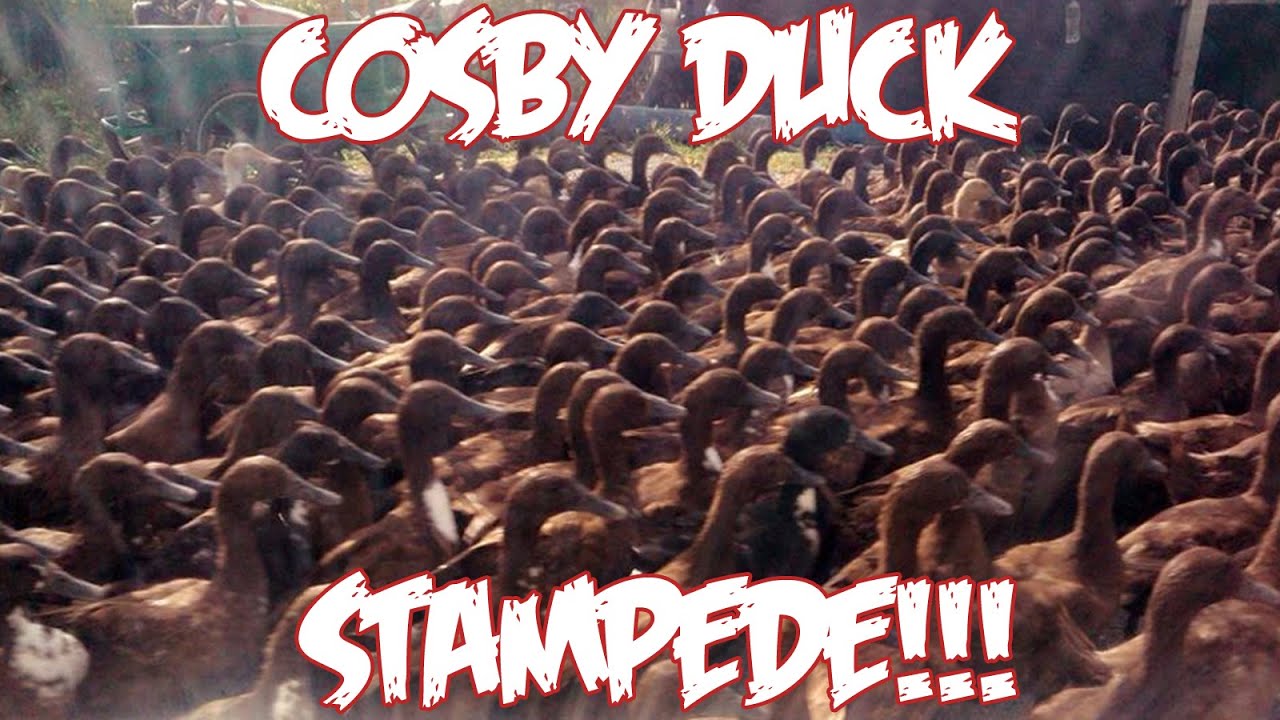 Cosby Duck Stampede! - YouTube