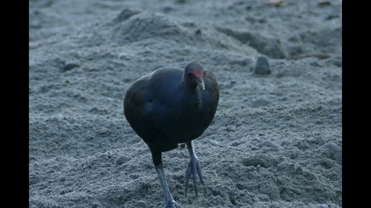 the megapodes of savo - YouTube