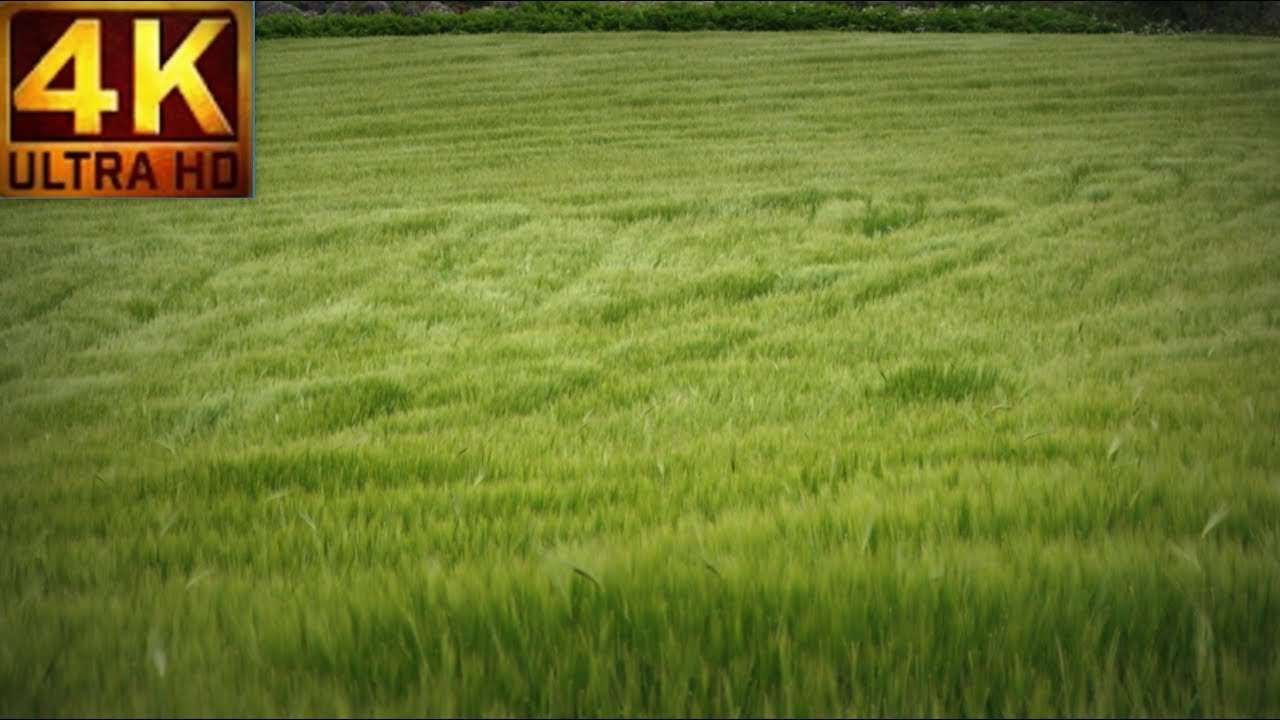Barley field undulate in the wind, the sound aspen trees 🎧 NO LOOP ...