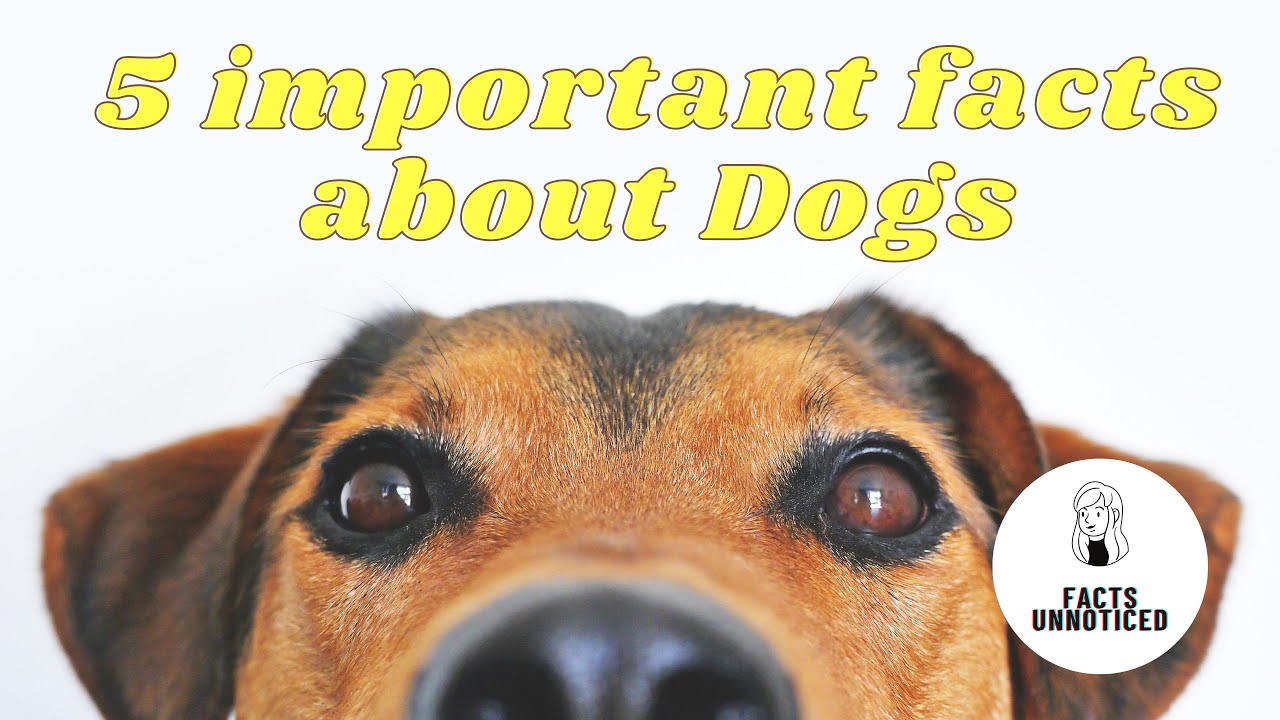 Five important facts about Dogs - YouTube