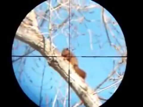 Squirrel Hunting with 22 Pellet Gun Scope Cam - YouTube
