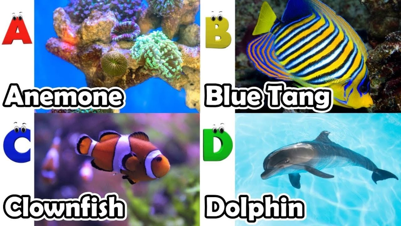 ABC Under the Sea Song | Sea Animals song | Learn English, Alphabets ...