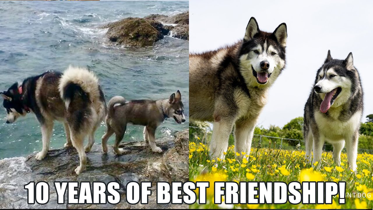 Amazing 10 Year Story Of Huskies Becoming Best Friends! - YouTube