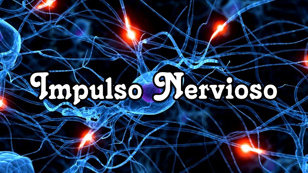 Impulso Nervioso - YouTube