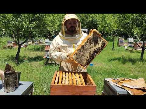 2022 yılının ilk Bal hasadı başladı