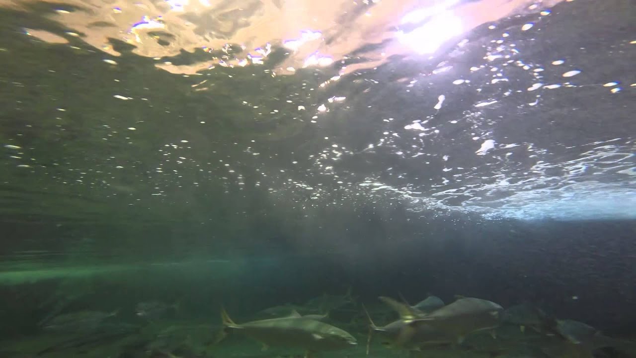 YellowTail Fish Farming Korea - YouTube