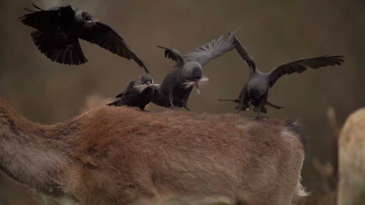 Birds Pluck Fur From Grazing Deer's Back at Richmond Park - YouTube