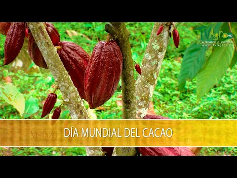 Dia Mundial del Cacao- TvAgro por Juan Gonzalo Angel Restrepo