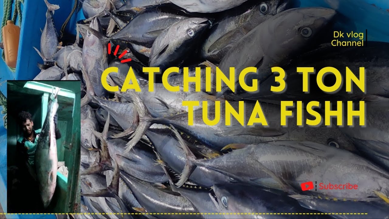 Catching 3 ton big eye tuna fish || 3 டன் பெரிய கண் சுங்க மீன் ...