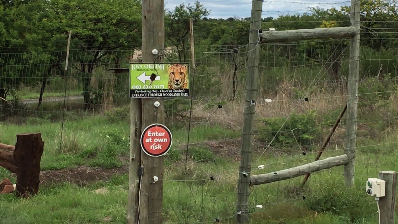 Cheetah enclosure - YouTube