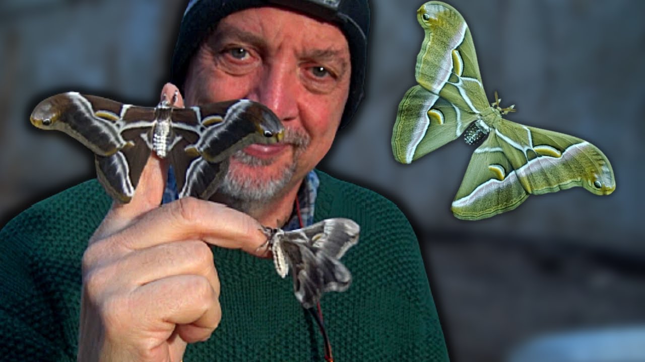 Giant Samia ricini XXL: Dr. Enzo Moretto (PhD Entomologist) talks about ...
