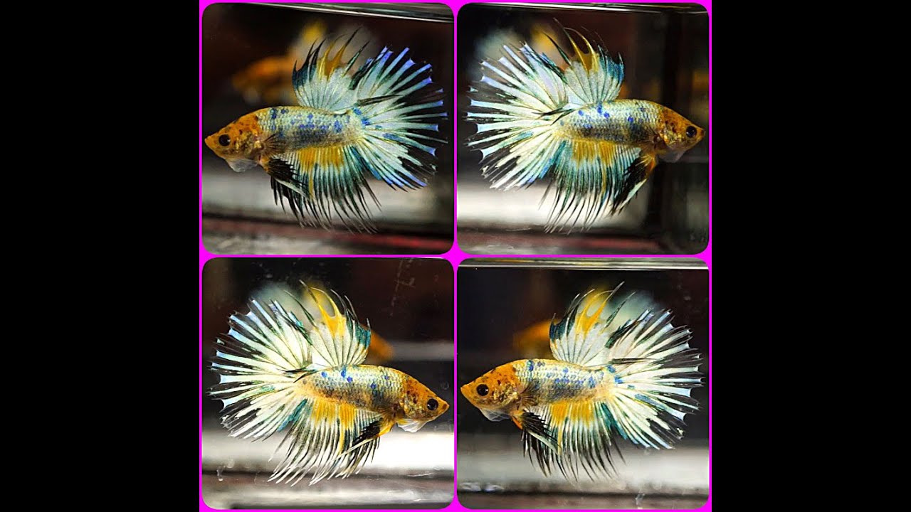 RARE!!! Live Betta Fish HYBRID Fancy TRI-COLORS COPPER KOI Crowntail ...