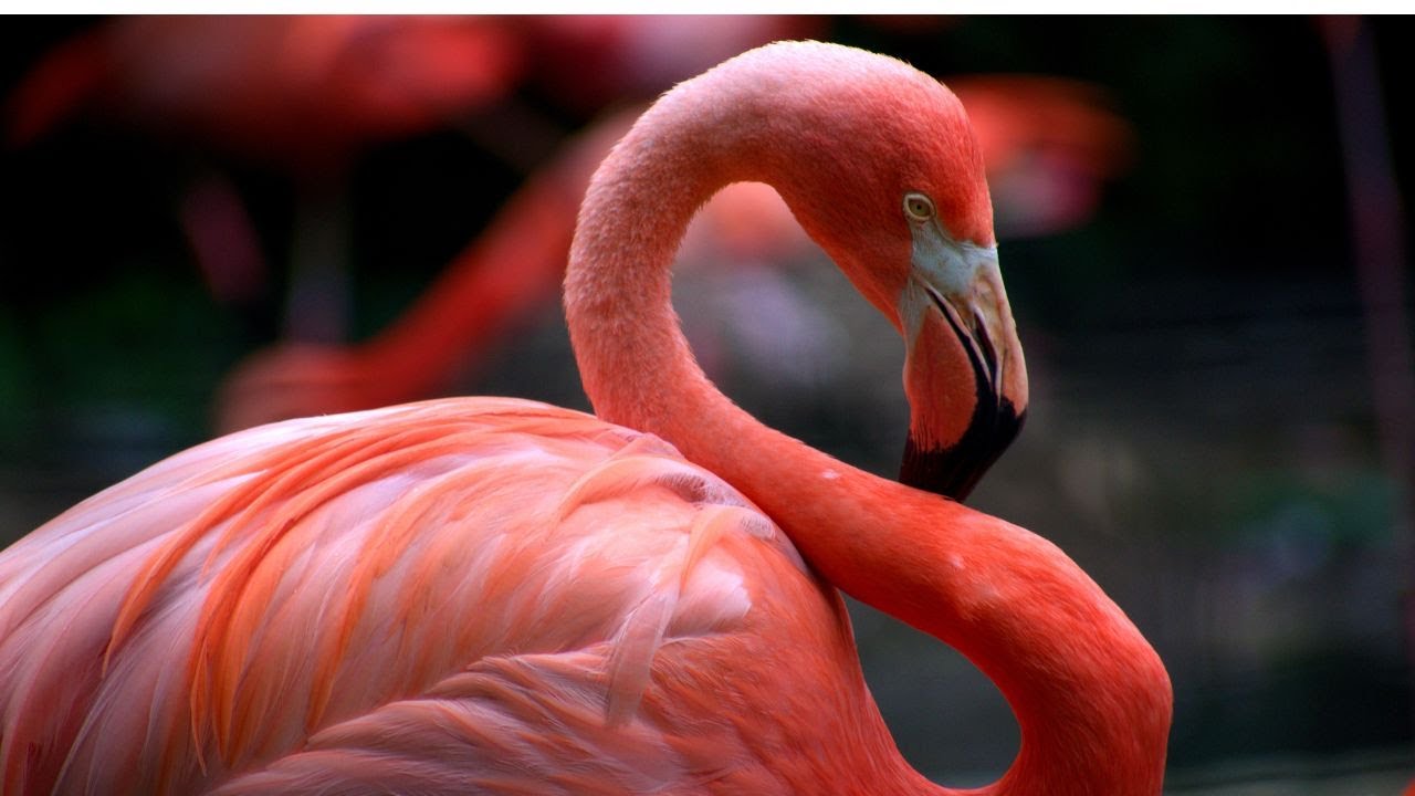 Beautiful Bird Watching 13 Minute Escape - YouTube