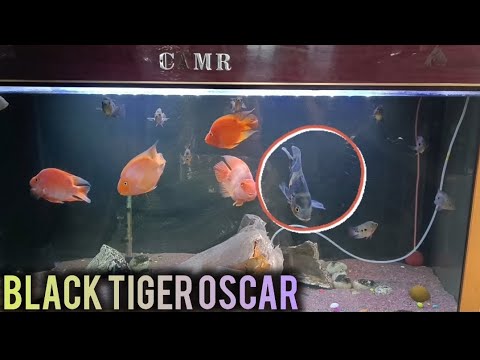 ||BLACK TIGER OSCAR FISH AND YELLOW PARROT FISH AND RED BLOOD IN ...