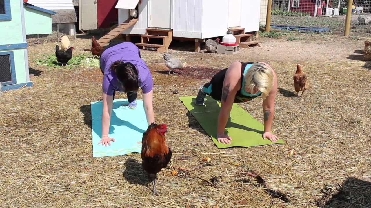 Item # 134: Chicken Yoga! - YouTube