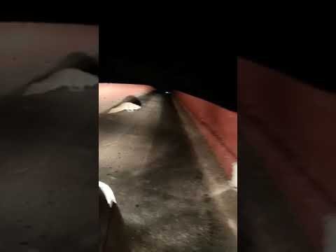 LIVE देखिए ! मगरमच्छ कैसे बीच सड़क में टहल रही हैं 😱 #shorts #shortsvideo #youtubeshorts