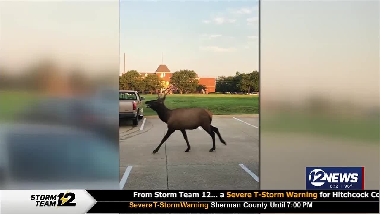 Elk caught on camera running around east Wichita - YouTube
