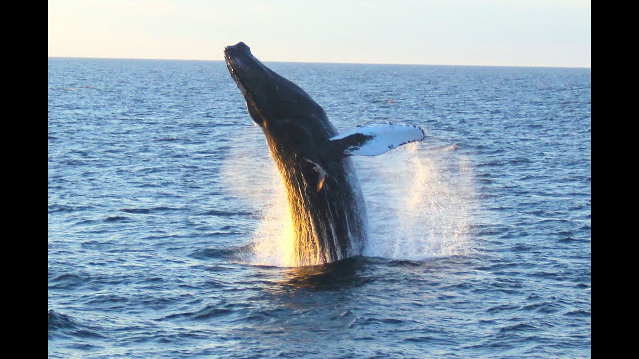 whale watch 2016 (cape cod) - YouTube